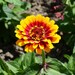 50 CAROUSEL MIX ZINNIA Elegans Carrousel Whirligig Mixed Colors Bicolor ...