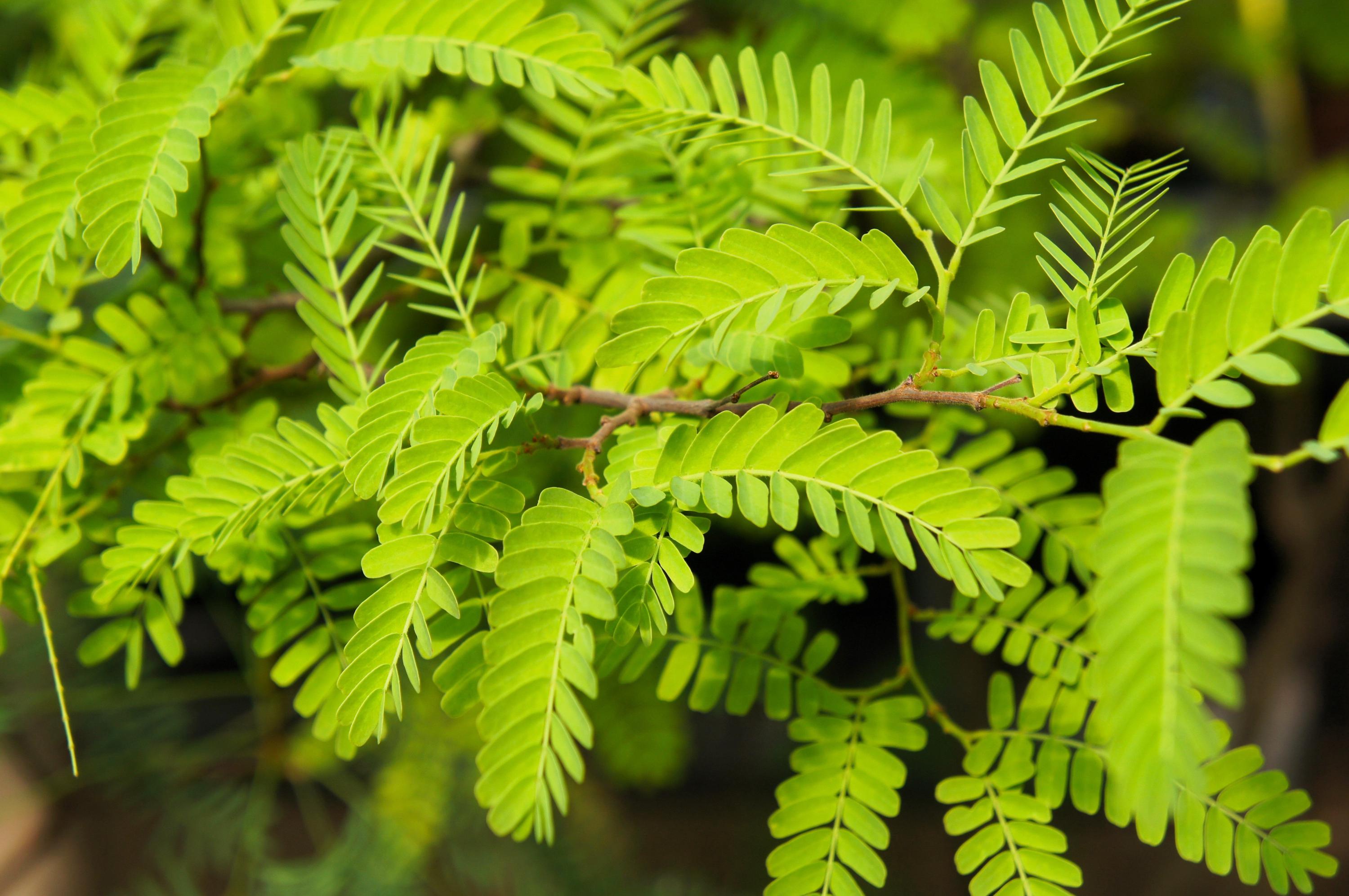 10 Thornless HONEYLOCUST Gleditsia Triacanthos Inermis Imperial Honey ...