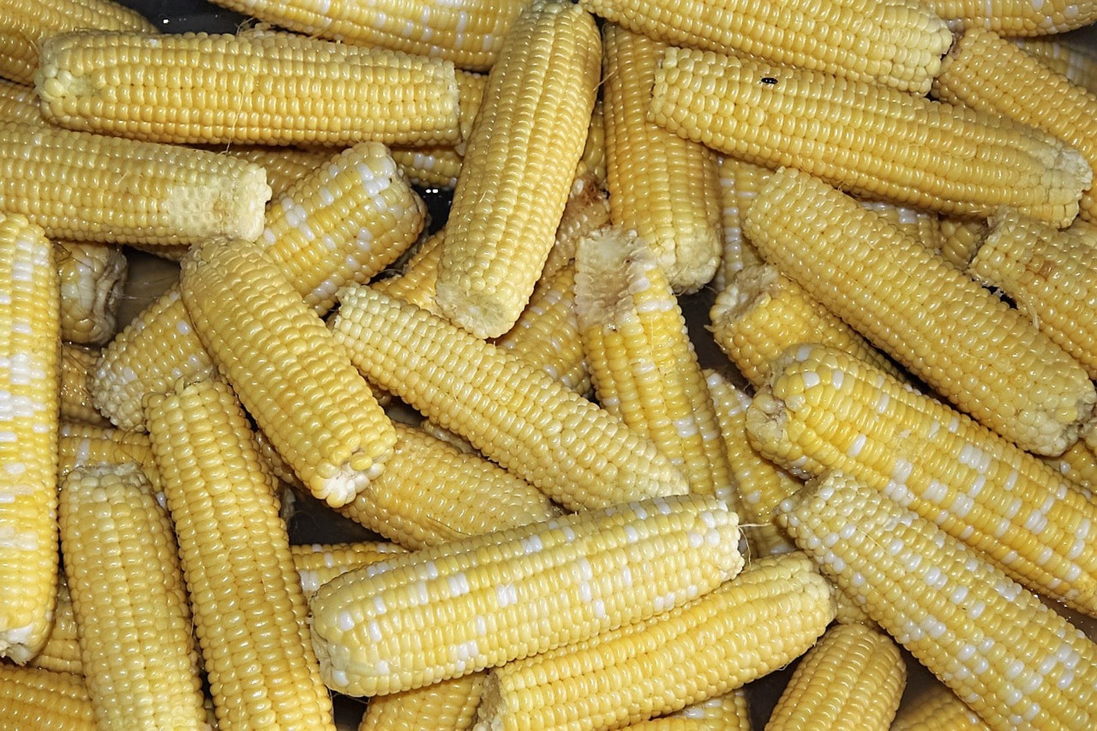 60 BILICIOUS BICOLOR CORN Sweet Yellow & White Zea Mays - Etsy