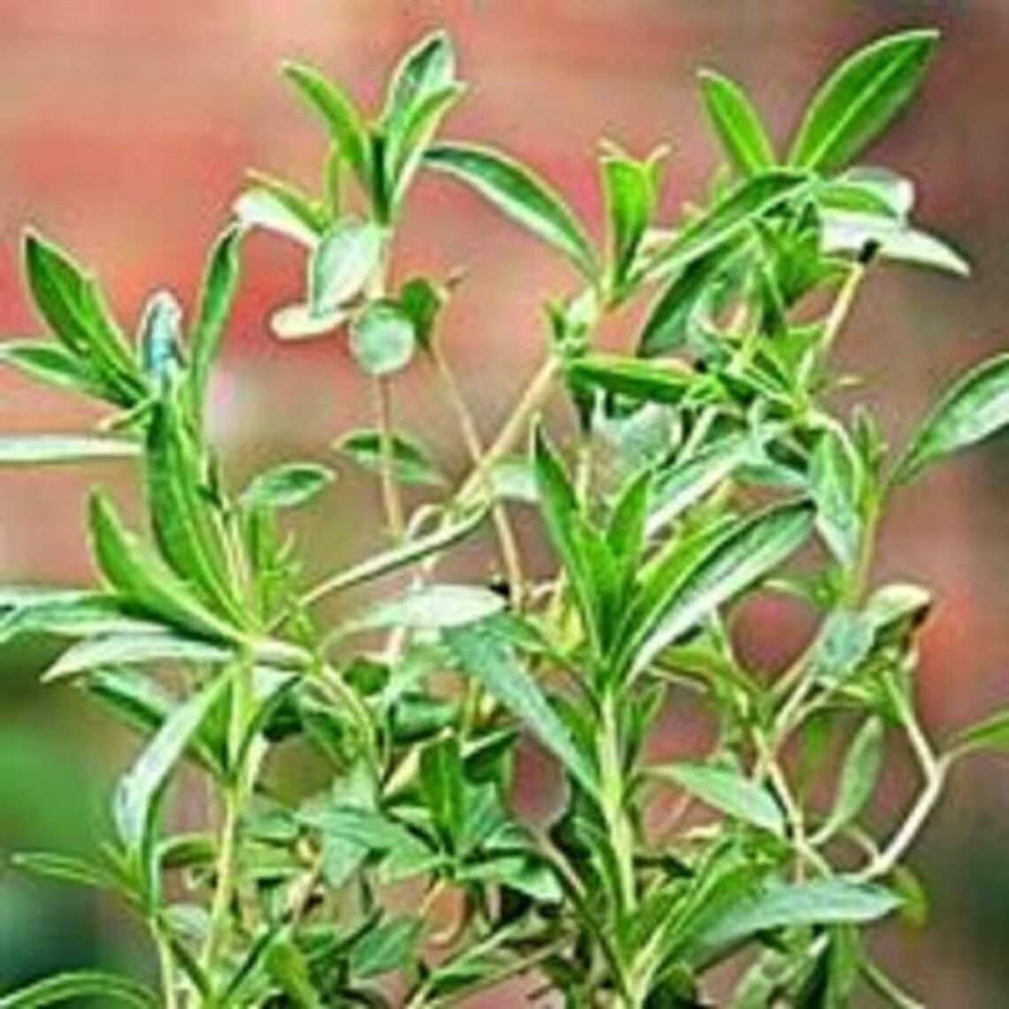 150 Creeping WINTER SAVORY Satureja Montana Herb Pink Flower - Etsy