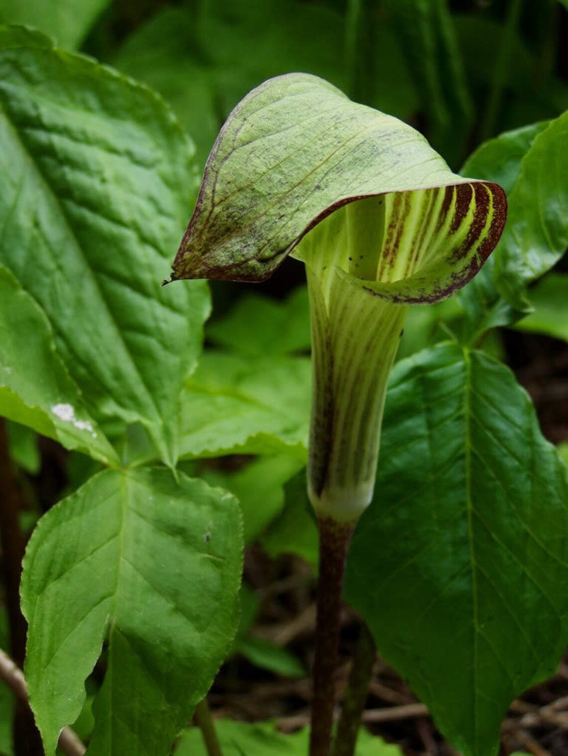 5 JACK in THE PULPIT Arisaema Triphyllum Shade Flower Seeds - Etsy