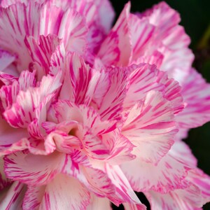 50 PICOTEE MIX CARNATION Dianthus Caryophyllus Double Bicolor Striped ...