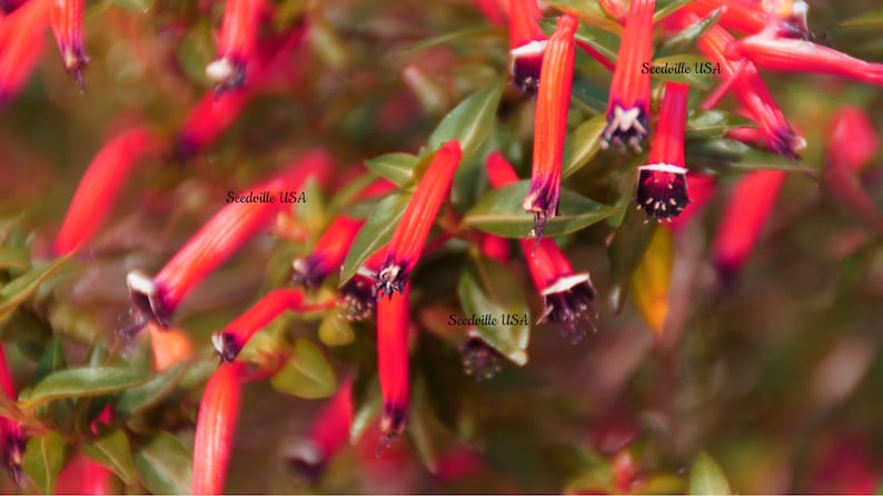 10 Red CIGAR PLANT Mexican Firecracker Cuphea Ignea - Etsy