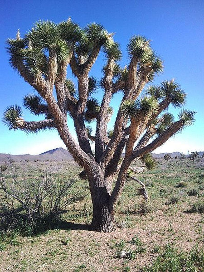 5 JOSHUA TREE Palm Tree Yucca Brevifolia White Flowers Cactus | Etsy