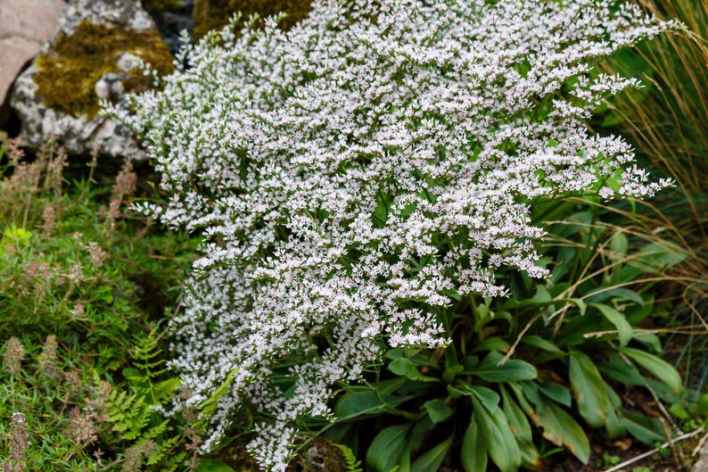 30 GERMAN STATICE White Sea Lavender Goniolimon Tataricum Limonium ...