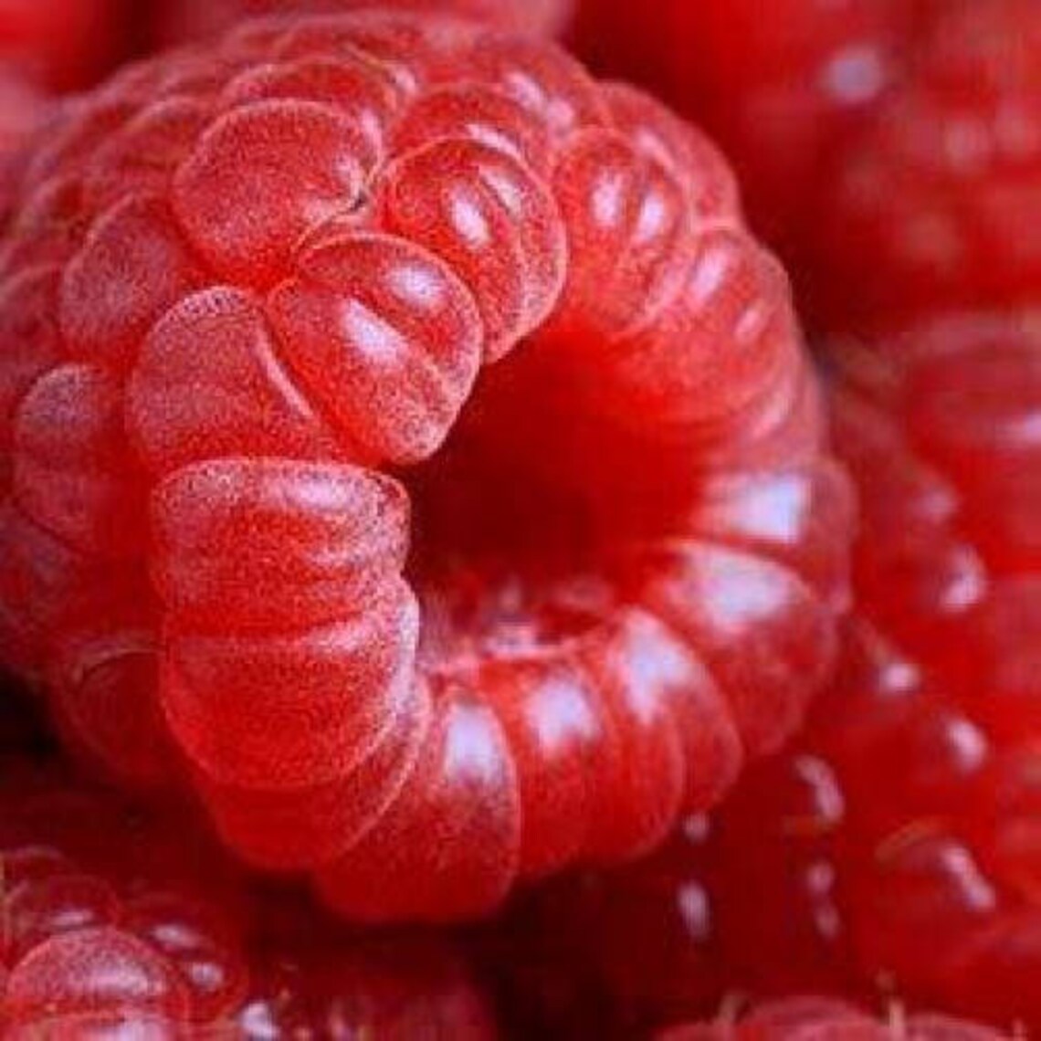 100 RED RASPBERRY Rubus Idaeus Fruit Bush Vine Seeds - Etsy