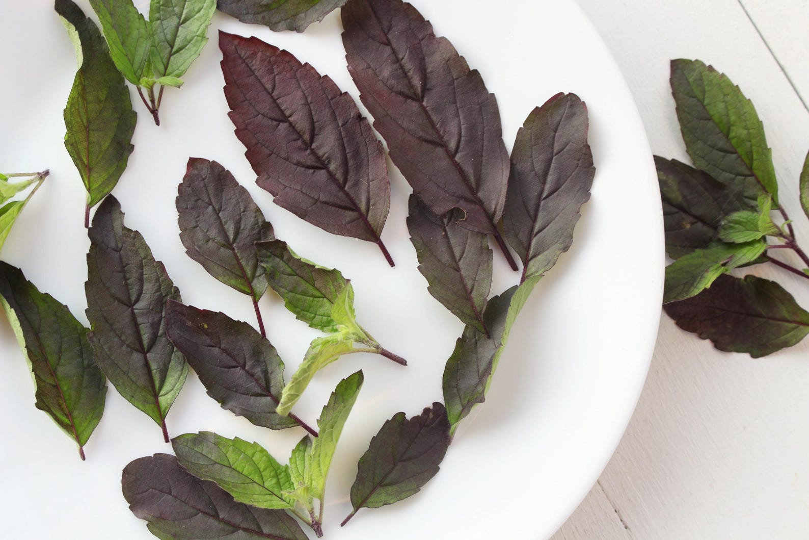 200 Purple Krishna Tulsi HOLY BASIL Ocimum Sanctum Tenuiflorum Herb ...