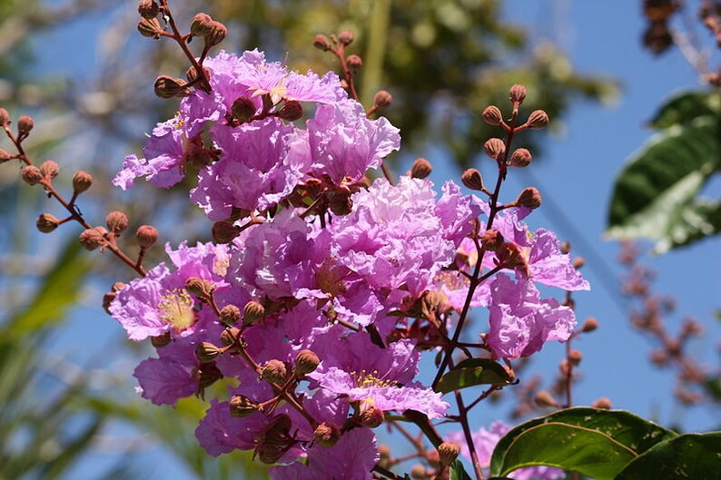 35 LILAC Light Purple CREPE MYRTLE Lagerstroemia Indica - Etsy