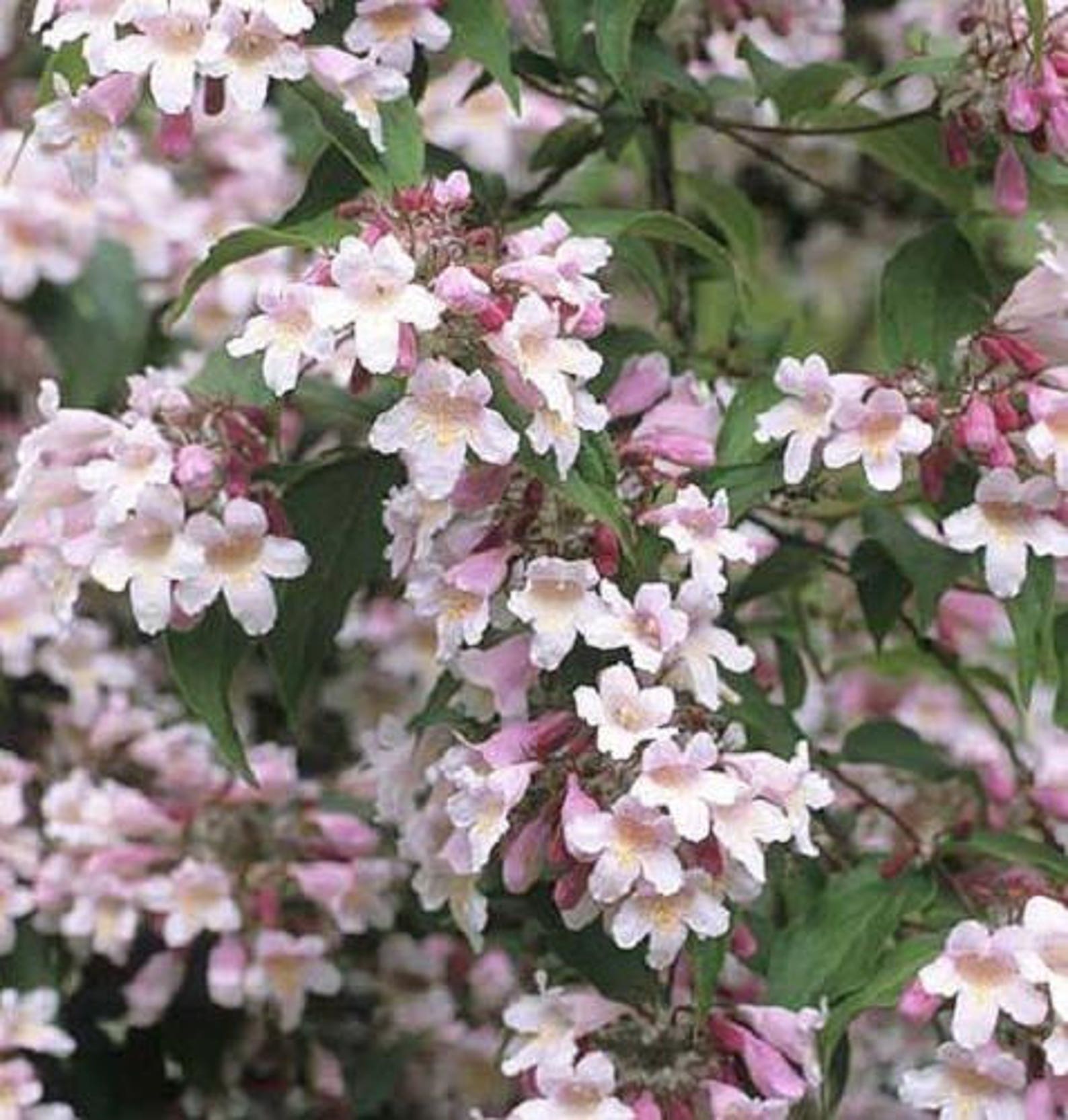 10 BEAUTY BUSH SHRUB Beautybush Kolkwitzia Amabilis Pink & - Etsy