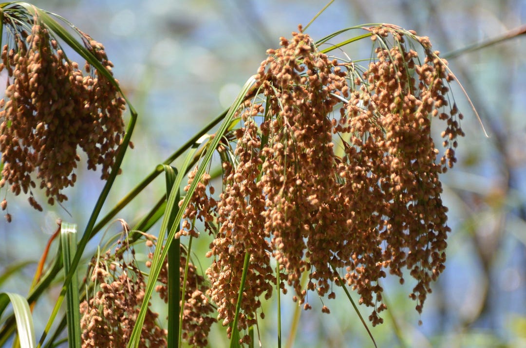 1000 WOOLGRASS Scirpus Cyperinus Wool Grass Teddybear Paws Woolsedge ...