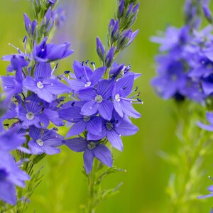 75 ROYAL BLUE SPEEDWELL Veronica Austriaca Teucrium Flower Seeds - Etsy