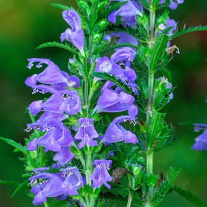 50 Purple False Dragon DRAGONS HEAD Obedient Plant Dracocephalum Flower ...