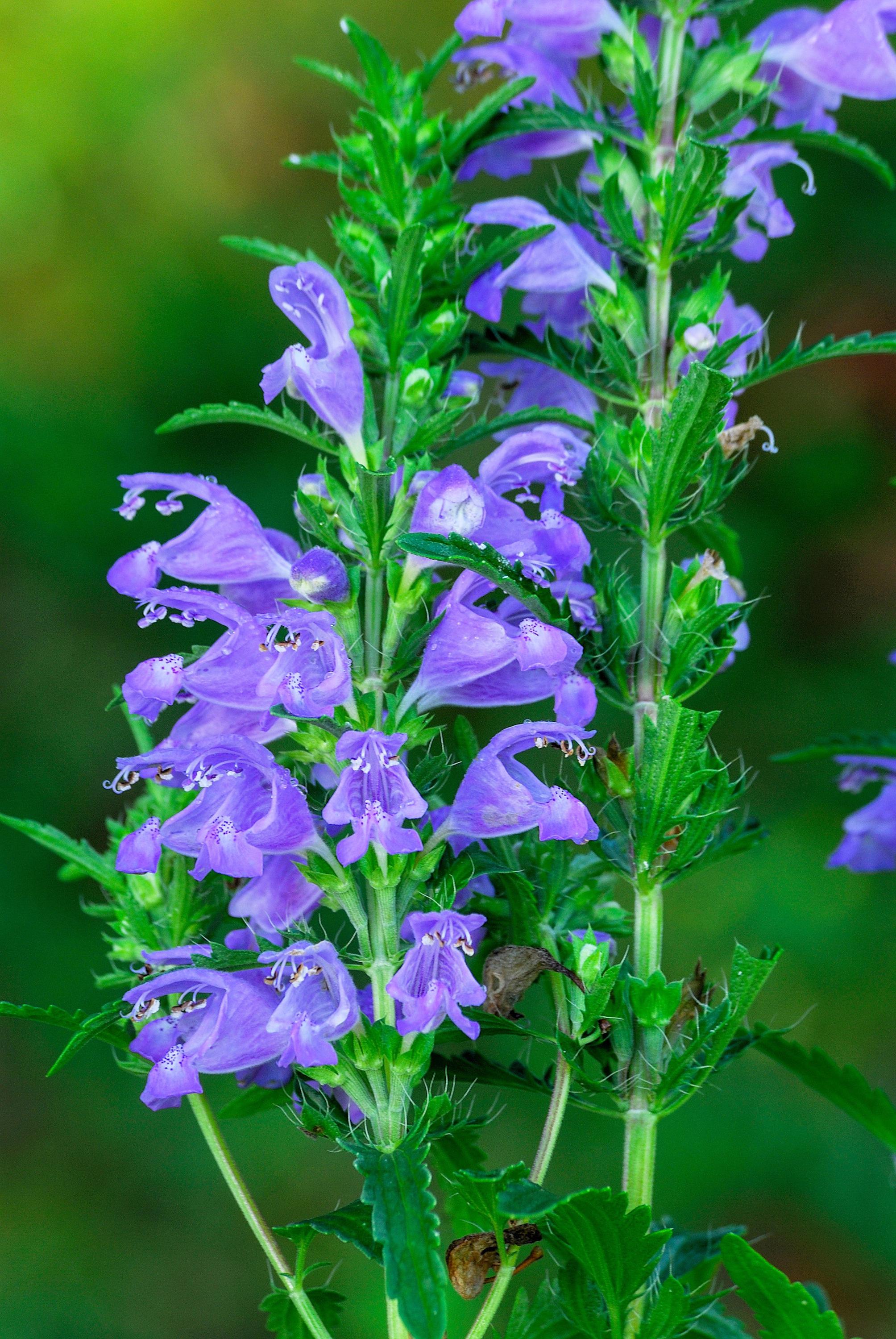 50 Purple False Dragon DRAGONS HEAD Obedient Plant Dracocephalum Flower ...
