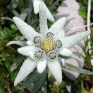 50 EDELWEISS Leontopodium Alpinum White Flower Seeds flat Ship Rate - Etsy