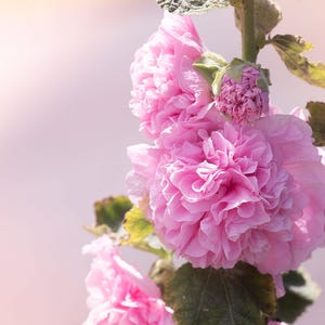 50 Dwarf Double HOLLYHOCK MAJORETTE MIX Alcea Rosea Red Pink White ...