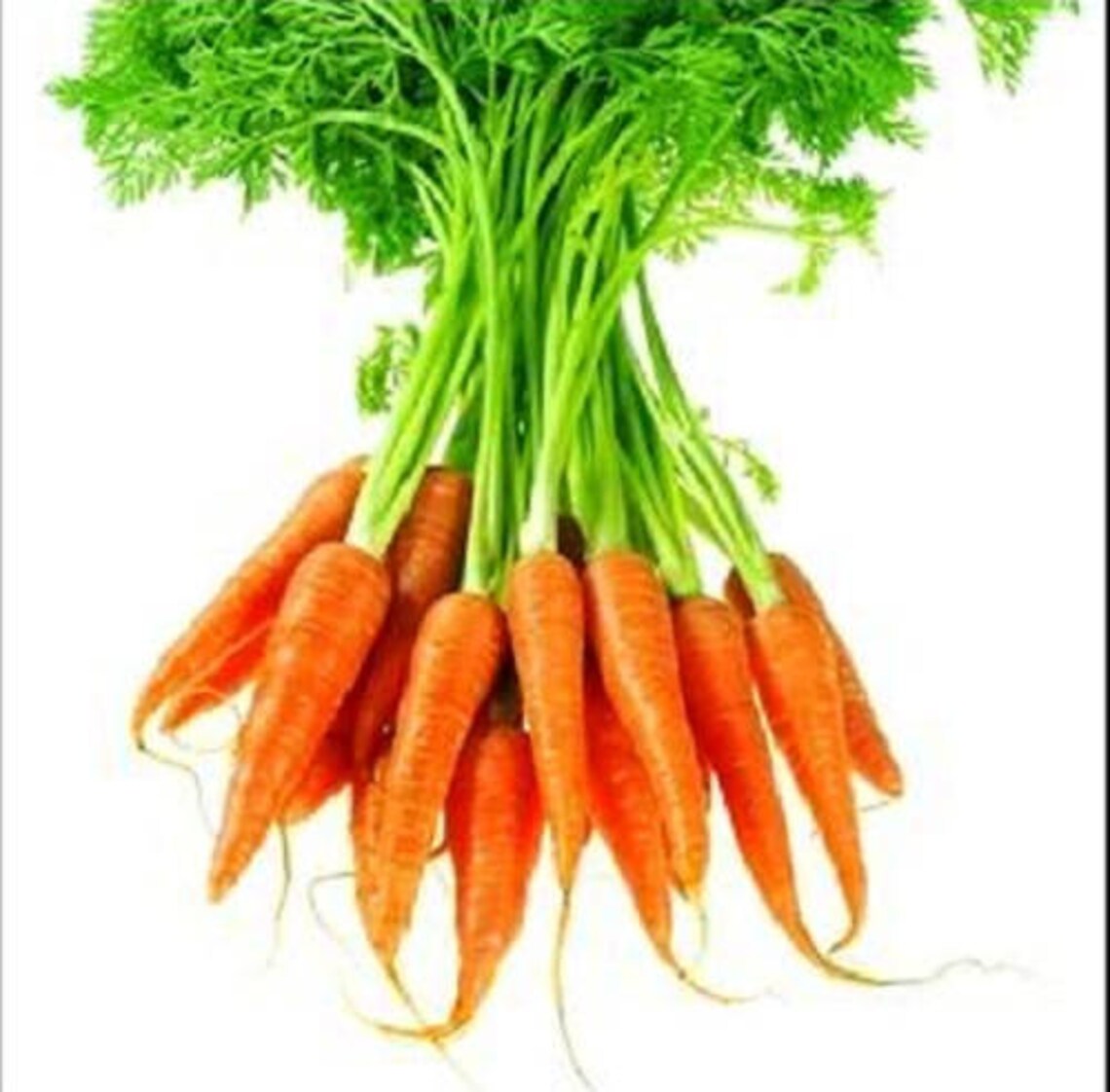 1500 LITTLE FINGERS CARROT Daucus Carota Vegetable Seeds | Etsy