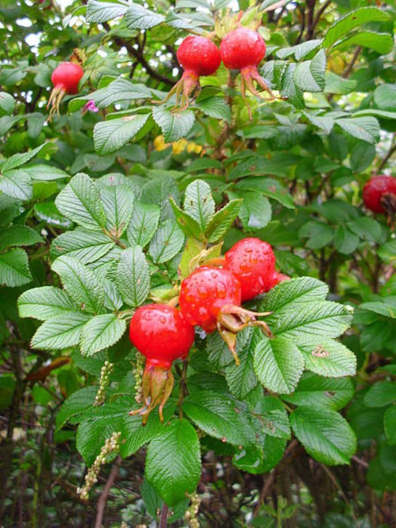 15 Pink WOOD'S ROSE Bush Mountain Rose Rosa Woodsii - Etsy