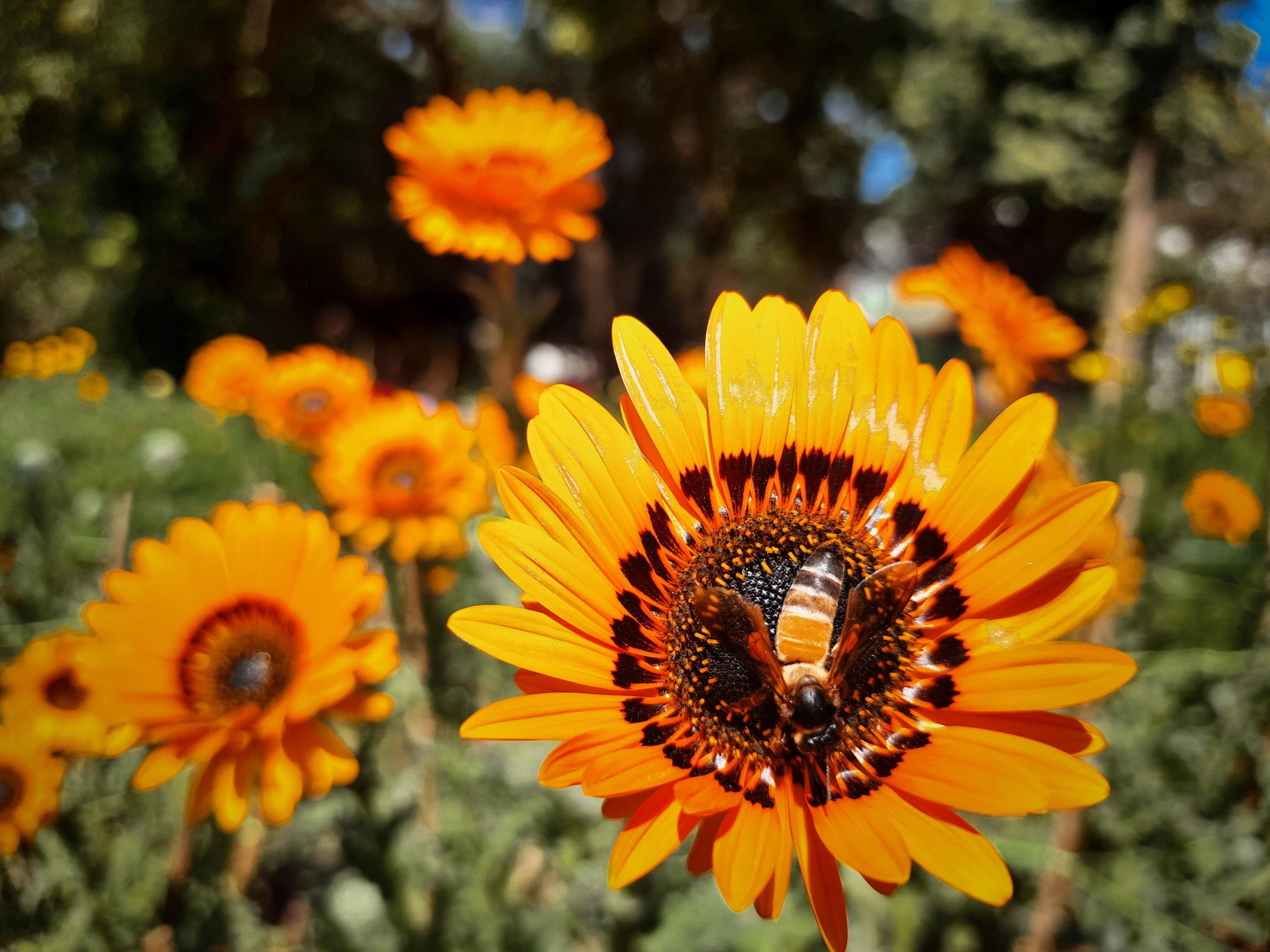 50 ORANGE PRINCE Cape DAISY Monarch of the Veldt Venidium Fastuosum ...