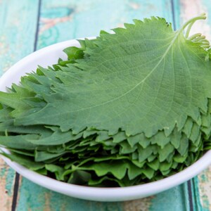 300 GREEN SHISO Aka PERILLA Frutescens Ornamental Herb Seeds Green ...