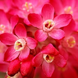 25 RED FLOWERING CURRANT Ribes Sanguineum Aka Blood Currant Edible ...