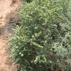100 FOURWING SALTBRUSH Atriplex Canescens Gray Sage Brush Chamiso ...