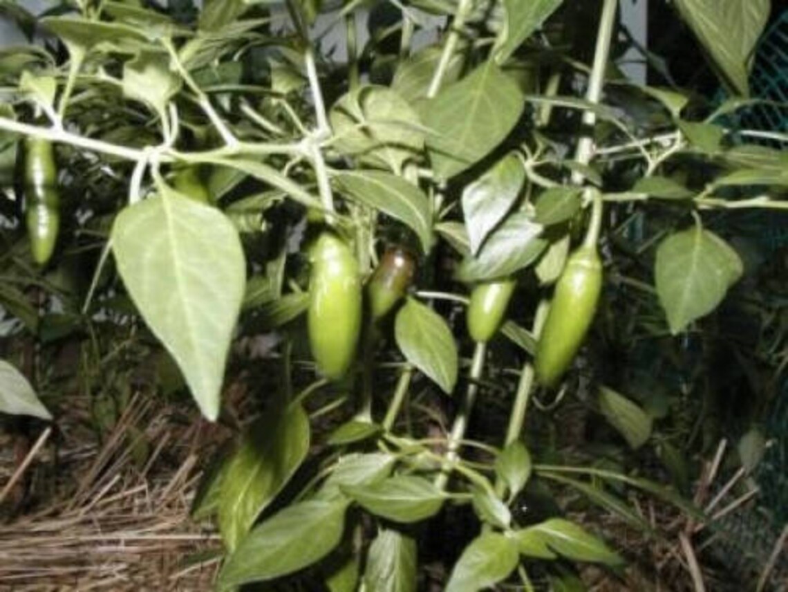 200 Hot SERRANO TAMPIQUENO PEPPER Mexican Chile Capsicum | Etsy