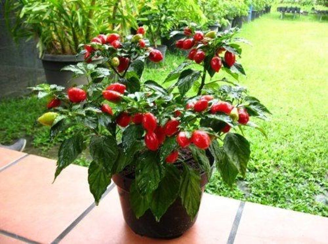 50 Hot RED HABANERO PEPPER Capsicum Chinense Vegetable Seeds - Etsy