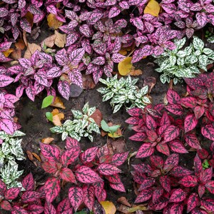 10 Dwarf Mixed Colors POLKA DOT PLANT Red Pink White Rose Splash Select ...