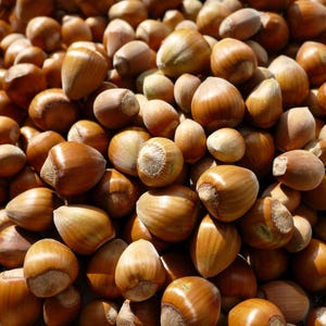 5 EUROPEAN HAZELNUT TREE Aka Common Filbert Corylusavellana Fruit Nut ...