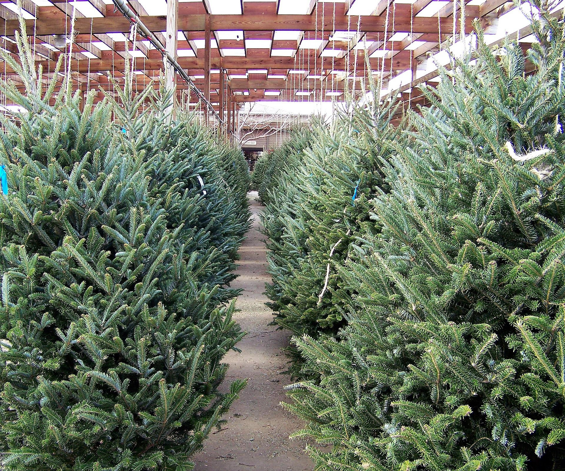 30 BALSAM FIR Tree Abies Balsamea Christmas Tree Silver Pine Canadian ...