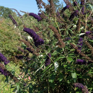 50 Dark PURPLE BUTTERFLY BUSH Buddleja Davidii Hummingbird Shrub ...