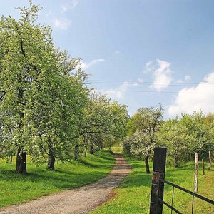25 EUROPEAN PEAR TREE Pyrus Communis Fruit Seeds White Flowers / Green ...