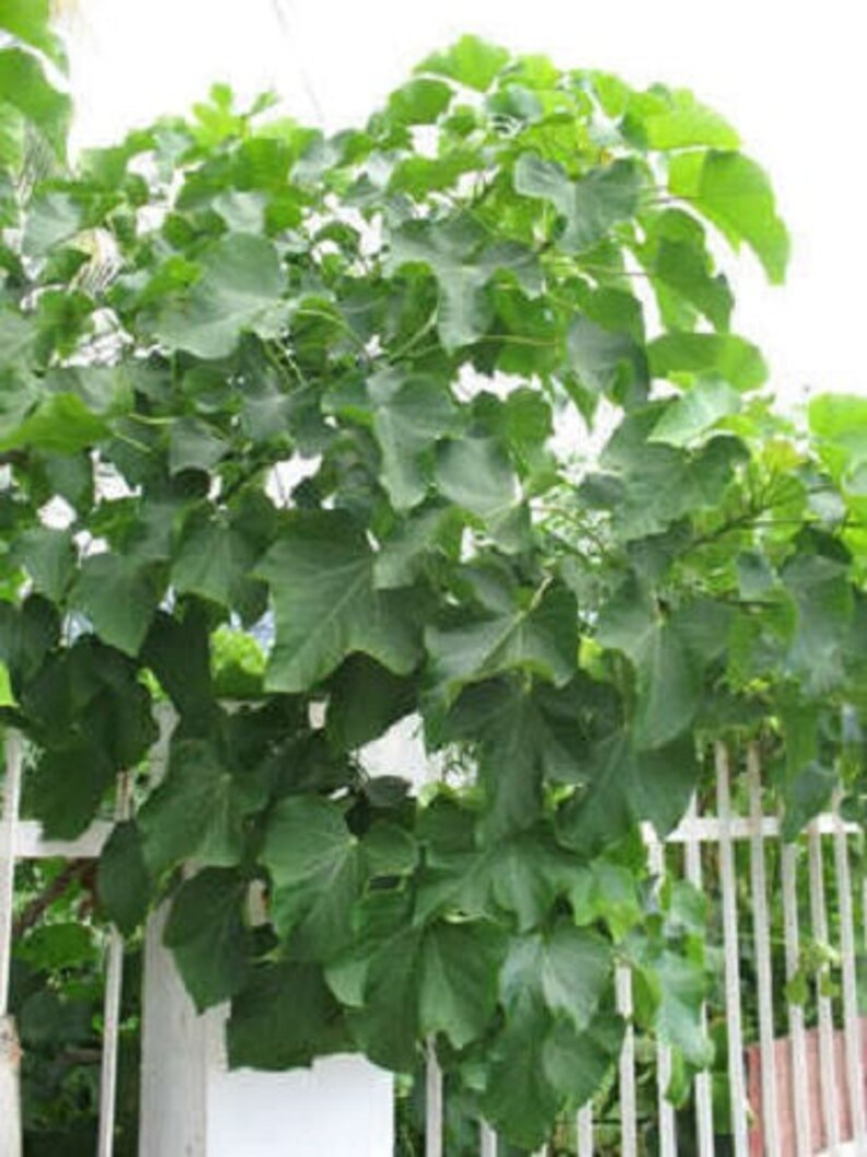 5 PHYSIC NUT Barbados Purging JATROPHA Curcas Tree Seeds - Etsy