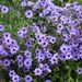 20 Blue CUPIDS DART Aka ' LOVE Plant ' Catananche Caerulea Flower Seeds ...