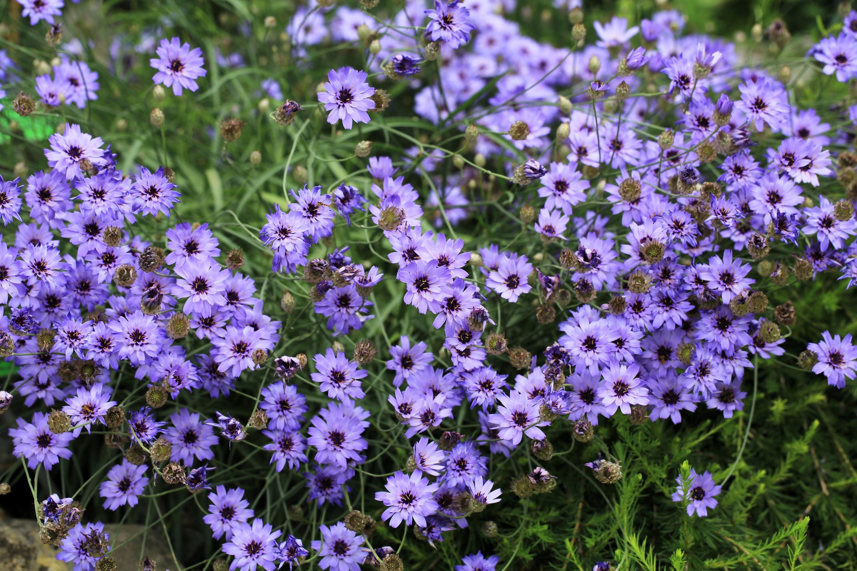 20 Blue CUPIDS DART Aka ' LOVE Plant ' Catananche Caerulea Flower Seeds ...