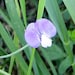 50 AUSTRIAN WINTER PEA Caley Flower Pisum Sativum Ground Cover Crop ...