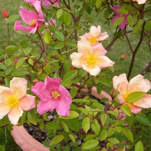 25 Mixed Colors ANGEL WINGS Miniature ROSE Bush Mix Rosa Chinensis ...