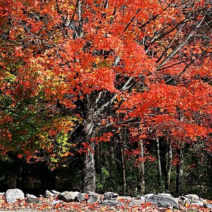 25 SUGAR MAPLE Syrup TREE Native Rock Fall Color Acer Saccharum Seeds ...