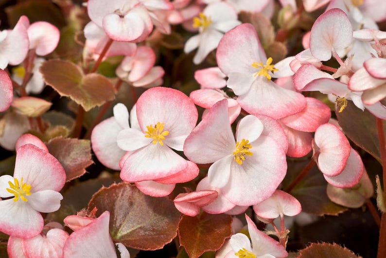 25 WAX MIXED BEGONIA Semperflorens Fibrous Mixed Colors Red Pink White ...