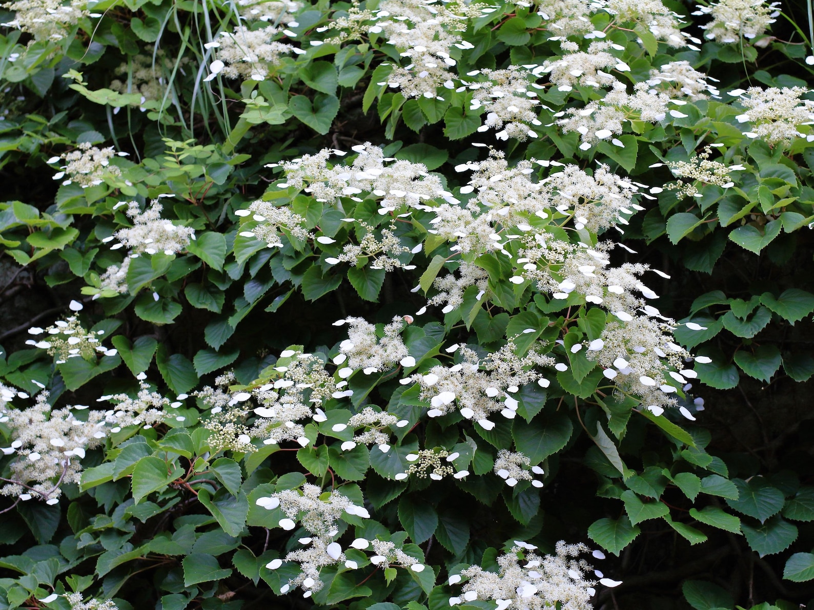 50 JAPANESE HYDRANGEA VINE White Flower Schizophragma Hydrangeoides ...