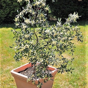 10 CANINO OLIVE TREE Olea Europaea Canino Edible European Common Green ...