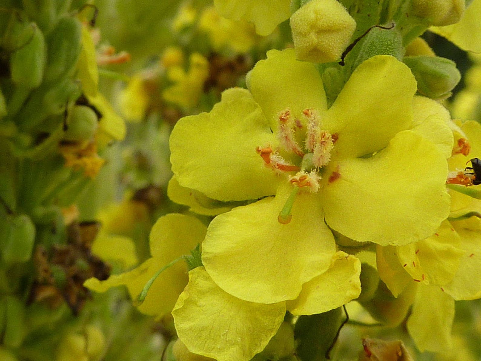 150 YELLOW VERBASCUM Thapsus Common Mullein Flower Herb Seeds | Etsy