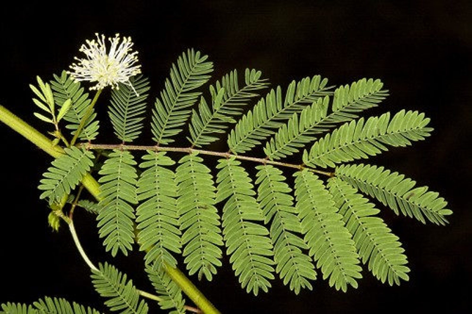 100 ILLINOIS BUNDLEFLOWER Prairie Mimosa Desmanthus - Etsy