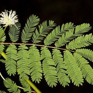100 ILLINOIS BUNDLEFLOWER Prairie Mimosa Desmanthus Illinoensis Flower ...