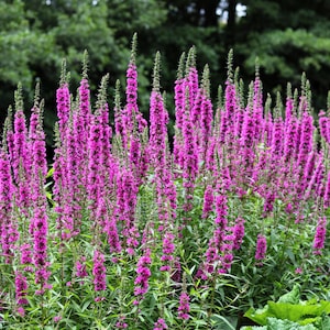 50 Mixed Colors VERONICA SIGHTSEEING MIXTURE (spike Speedwell) Veronica ...