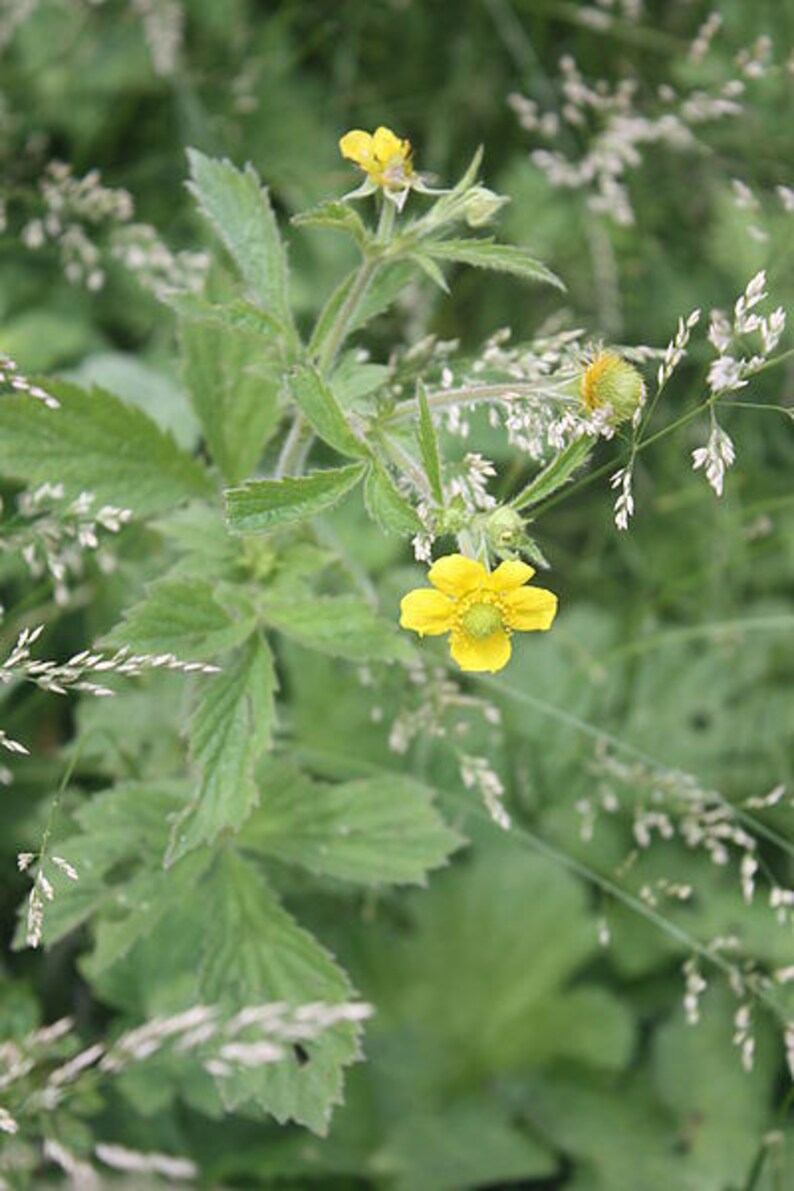 100 YELLOW AVENS Geum Aleppicum Moist Wetland Flower Seeds - Etsy
