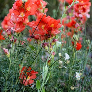 20 SCARLET GLOBEMALLOW Sphaeralcea Coccinea Cowboy's Delight Native Red ...