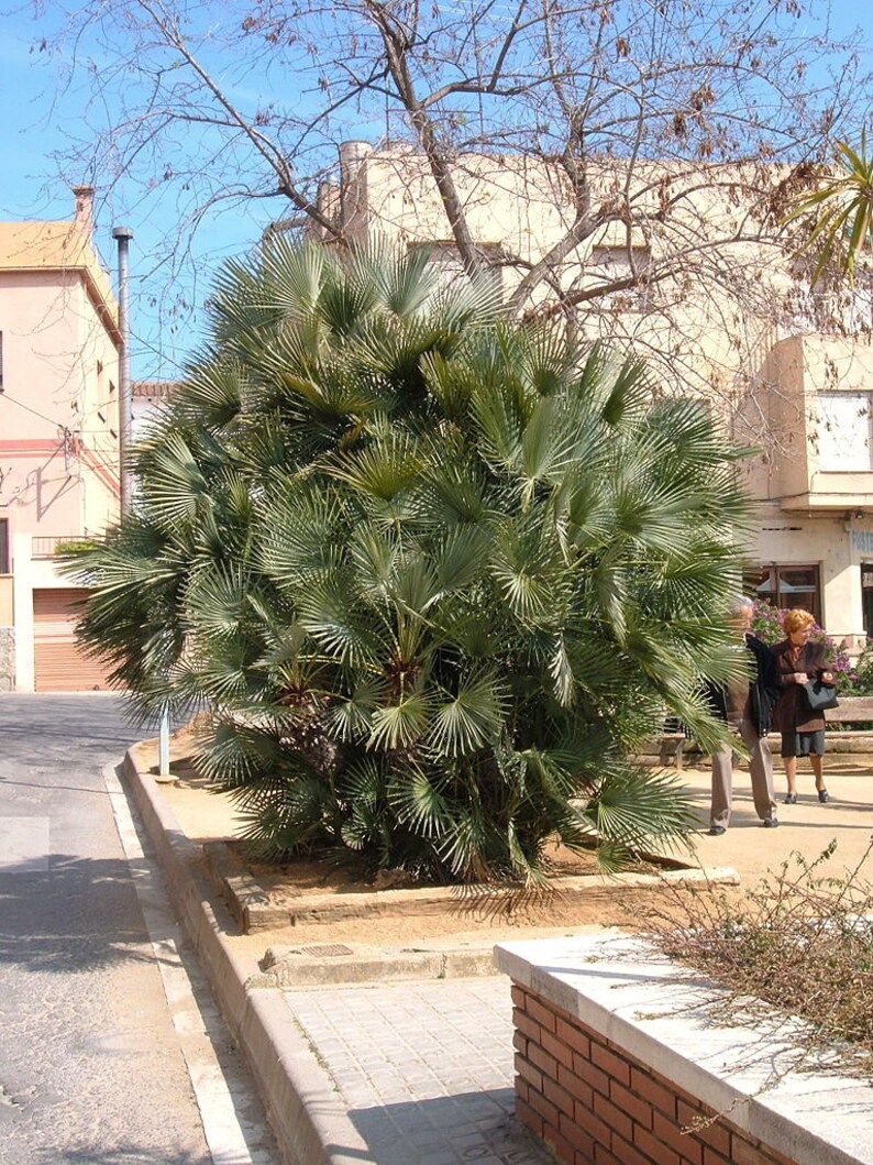 5 MEDITERRANEAN FAN PALM European Dwarf Tree Shrub Chamaerops - Etsy