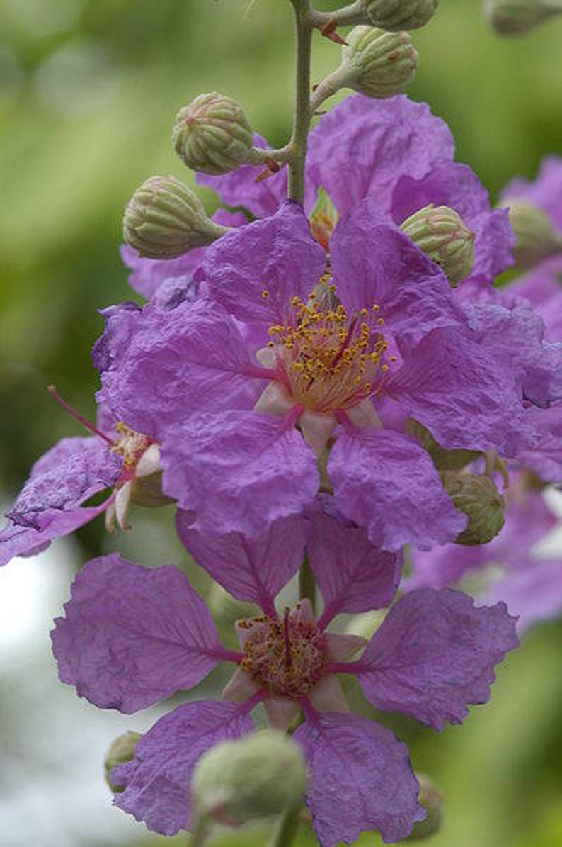 35 PURPLE CREPE MYRTLE Lagerstroemia Indica Flowering Shrub - Etsy