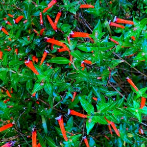 10 Red CIGAR PLANT Mexican Firecracker Cuphea Ignea - Etsy